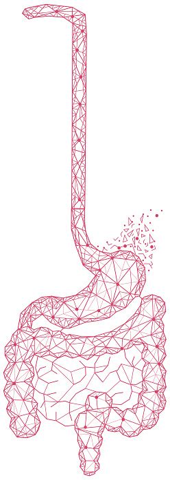 다각형 위와 내장 음식을 소화하기위한 소화 시스템 기관의 현대적인 묘사 식도에 대한 스톡 벡터 아트 및 기타 이미지 식도 건강한 생활방식 과학 Istock