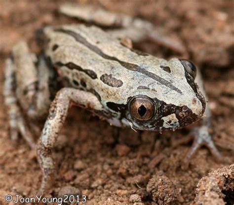 South African Photographs Bubbling Kassina Kassina Senegalensis