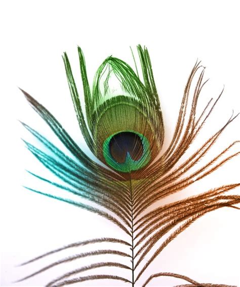Page 2 Peacock Feather Png Images Free Download On Freepik