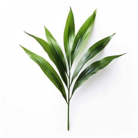 Premium Ai Image Isolated Of A Long Spear Shaped Dracaena Leaf On Wh