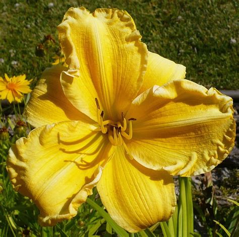 Daylily Of The Day Jen Melon In The Plants Of The Day Forum