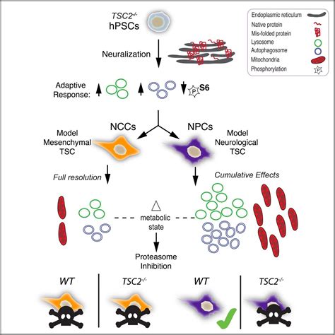 Pmei New England Biolabs Bioz