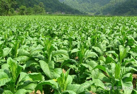 烟草种植方法和管理模式，掌握这些要点就可实现高产 知乎