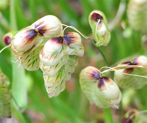 イネ科コバンソウ小判草とヒメコバンソウ姫小判草 奥行き1mの果樹園
