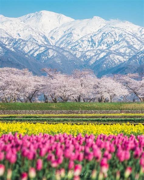 こころから on Instagram あさひ舟川春の四重奏 富山 朝日町 雪が残る北アルプスの山々を背景に舟川の両岸に