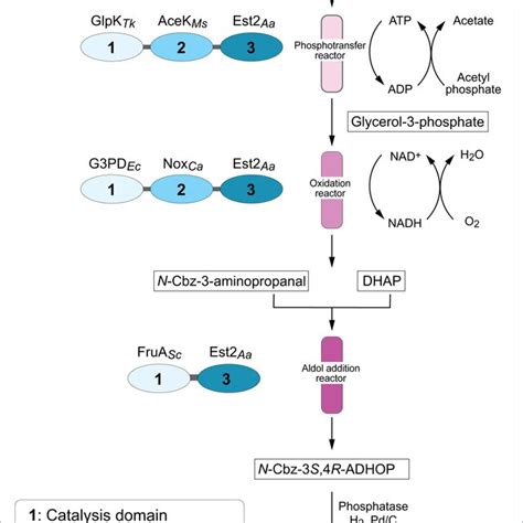 Biocatalyst And Reactor Design Of Enzymes That Retain And Regenerate Download Scientific