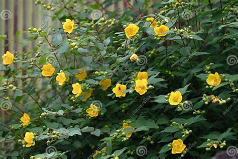 Hypericum Patulum Goldencup St John S Wort Flowers A Hypericaceae