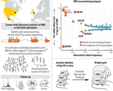 Sequencing Of 640000 Exomes Identifies Gpr75 Variants Associated With Protection From Obesity