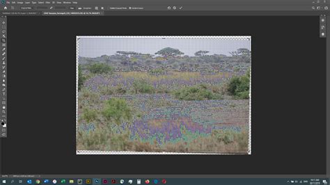 Grid Issue When Straightening Photo With The Crop Adobe Community