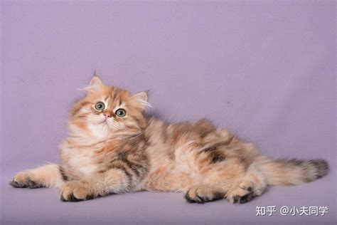 英国长毛猫毛色图鉴金渐层篇 知乎