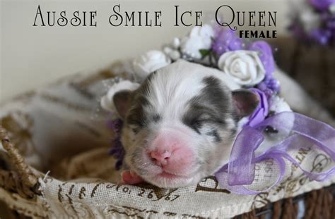 кученца Puppies Aussie Smile