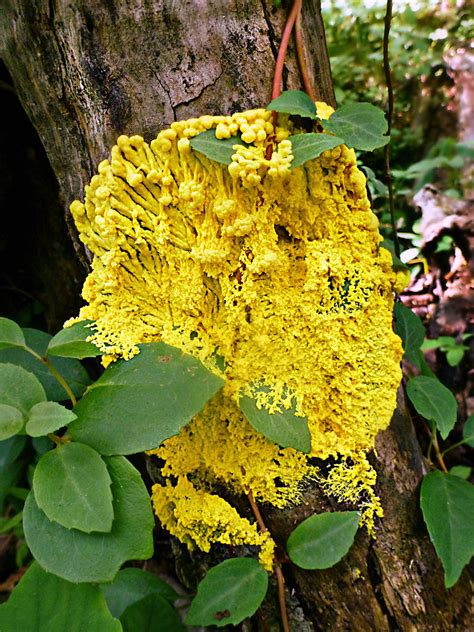 Physarum Polycephalum