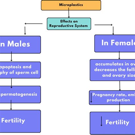 Effects Of Exposure To Microplastics On Male And Female Reproductive