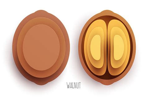 흰색 배경에 고립 된 현대 기하학적 3d 종이 컷 스타일의 만화 전체 와 절반 호두 생생한 크리에이티브 벡터 아트 요소 추상디자인 일러스트의 미니멀리즘 컨셉 개념에 대한