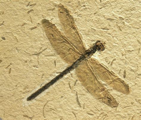 Dragonfly Fossil