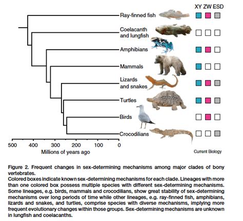Evolution 2013 Sex Specific Molecular Markers From Genome Sequencing Anole Annals