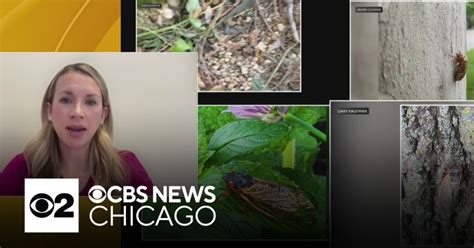 Expert Discusses Cicada Noise Concerns For Those With Autism Sound Sensitivities Cbs Chicago