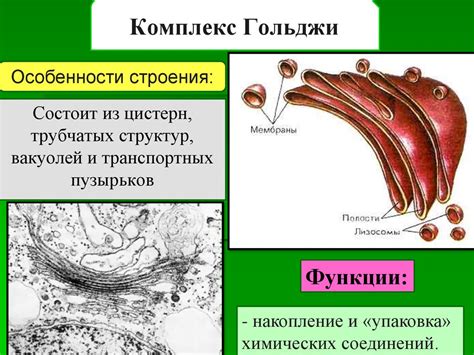 Органоиды клетки и их функции презентация онлайн
