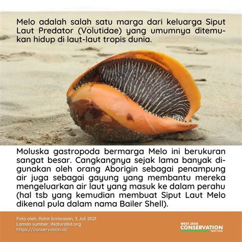 Info Spesies Siput Laut Melo Sp Wjctf