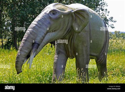 Gomphotherium Elephant