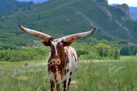 Longhorn Praying With The Eyes