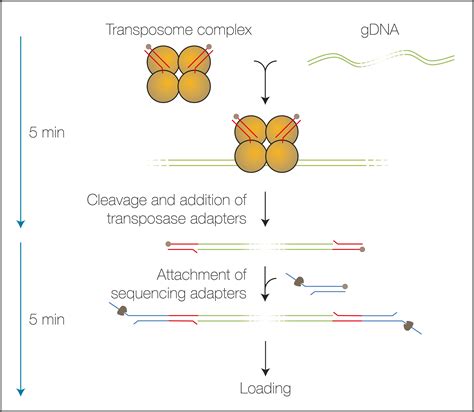 Rapid Sequencing Kit V14 Gdna Sqk Rad114 Rse 9177 V114 Revm 16nov2022