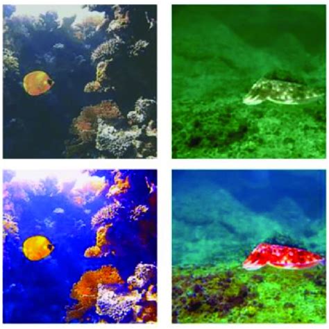 Comparison Of Underwater Image Enhancement Effect The Upper Line Shows Download Scientific