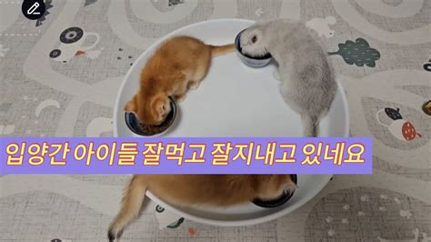 입양간 사자 곰 늑대 잘먹고 잘크네요 Youtube