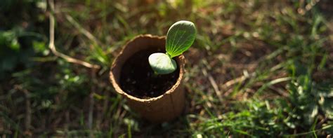 How To Start A Tree Nursery In 5 Steps