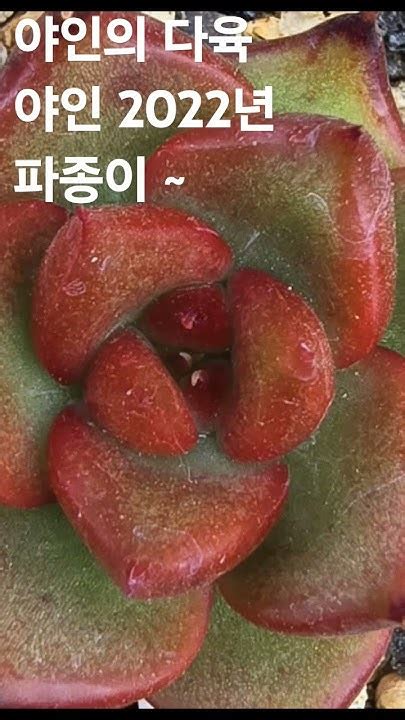 빨강 ~ 파종이 미모 굿 ~ 빈예서 파종이 실생 다육 다유기 다육이 다육식물 반려식물 다육판매 다육이판매 다육이키우기 다육인스타그램 매혹이 청주