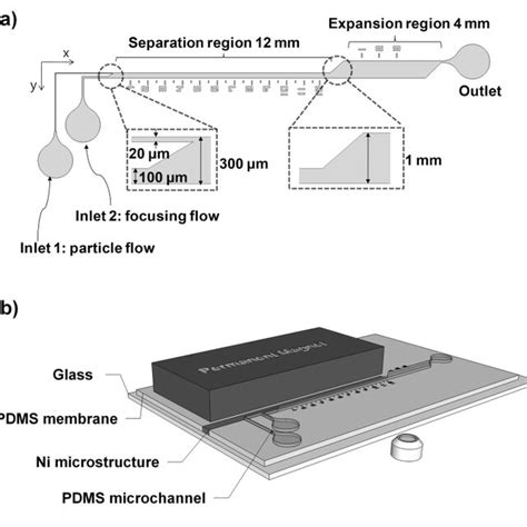 Schematic Illustration Of The Magnetophoretic Cell Separation Using A