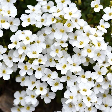 Images «tiny Tim Organic Alyssum Seeds Shipping Is Free For Orders Over €50