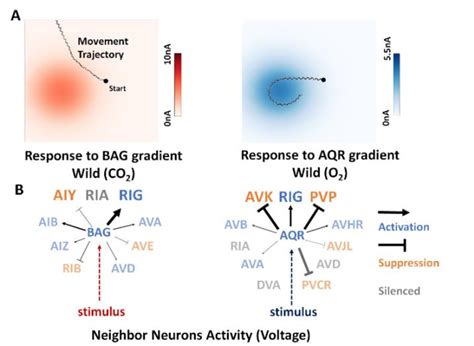 A Simulated Avoidance Response To Gradient Stimuli Left Bag Right Download Scientific