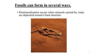 History Of Fossils Process Of Fossilization PDF Geology Science