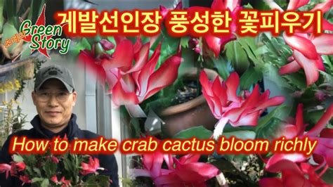 게발선인장 풍성한 꽃 피우기 게발선인장 꽃 피우는 방법 Youtube