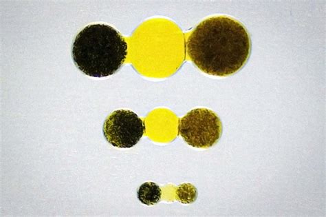 Tiny Battery Made From Silk Hydrogel Can Run A Mouse Pacemaker Sciencex Innovations