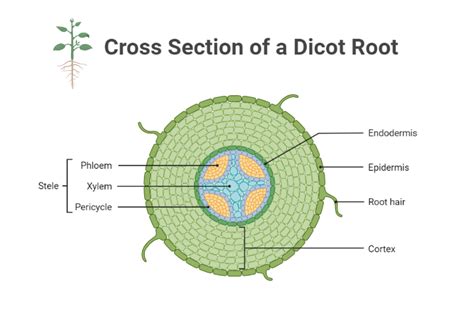 Roots Xylem Vessels And Phloem Vessels