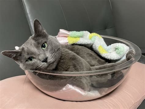 러시안 블루 코코 고양이 책임분양 강아지•고양이입양 강아지보호소 고양이보호소 무료분양 아이조아보호소