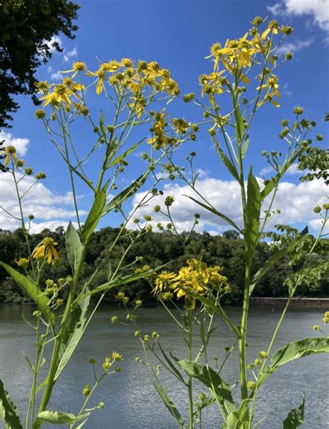 Wingstem Gaia Organics
