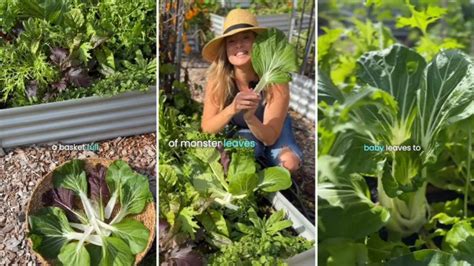 Seasoned Gardener Shares Easy Method To Harvest More Food From A Single Plant Thanks For
