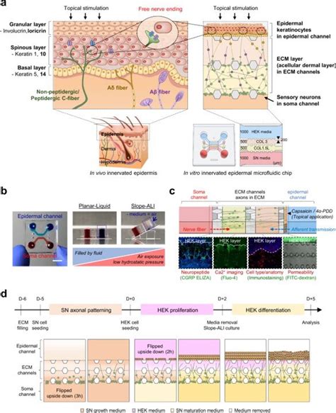 Sensory Neuron In Skin