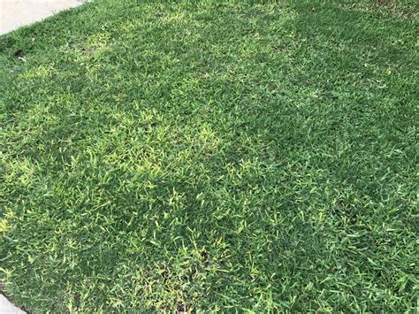 St Augustine Turning Yellow Lawnsite™ Is The Largest And Most Active Online Forum Serving