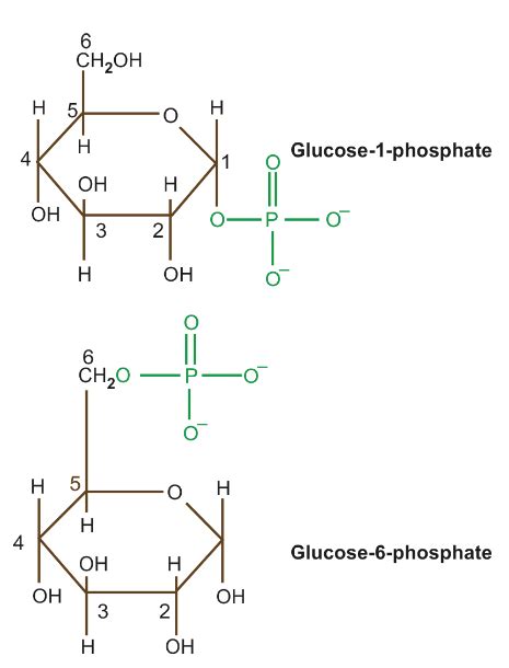 Monosaccharide Derivatives Structure Function And Importance