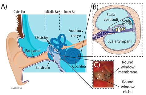 Facial Ear Anatomy At David Killian Blog