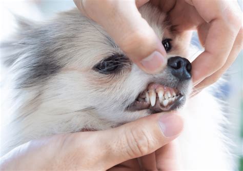 Dog Mouths Dog Dentals And The 4 Stages Of Periodontal Or Dental