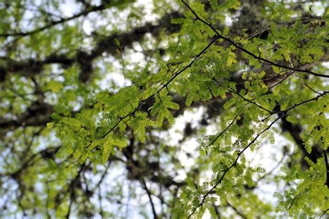 Remote Sensing Based Forest Monitoring Tools