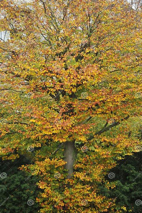 Fall Colour Leves And Tree In Danish Capital Copenhagen Stock Image Image Of Elaves Fall