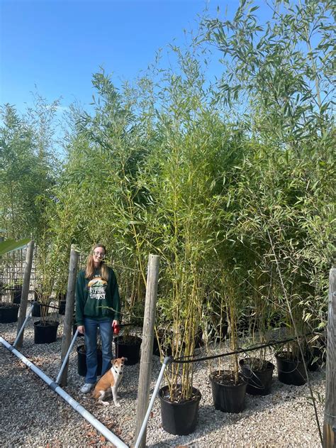 Bamboos — Grasslands Nursery