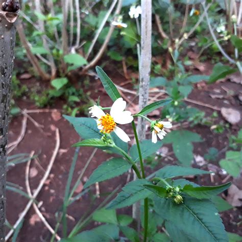 Danh S Ch C C Lo I C Vi T Nam Hoa C Nh Xu