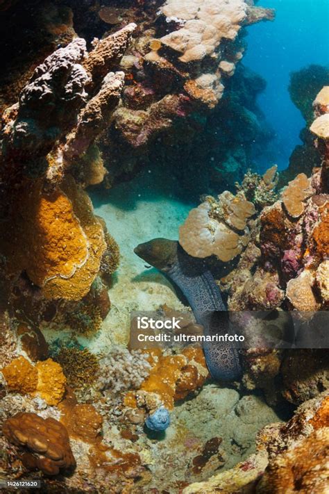 산호초 Moray 물고기 바다 생활 수중 사진 스쿠버 다이버 포인트 오브 뷰 0명에 대한 스톡 사진 및 기타 이미지 0명 경산호 곰치 Istock
